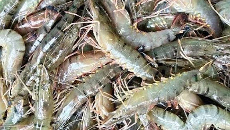 Shrimp Farming: Pacific Whiteleg and Black Tiger Shrimp | Agrinews24